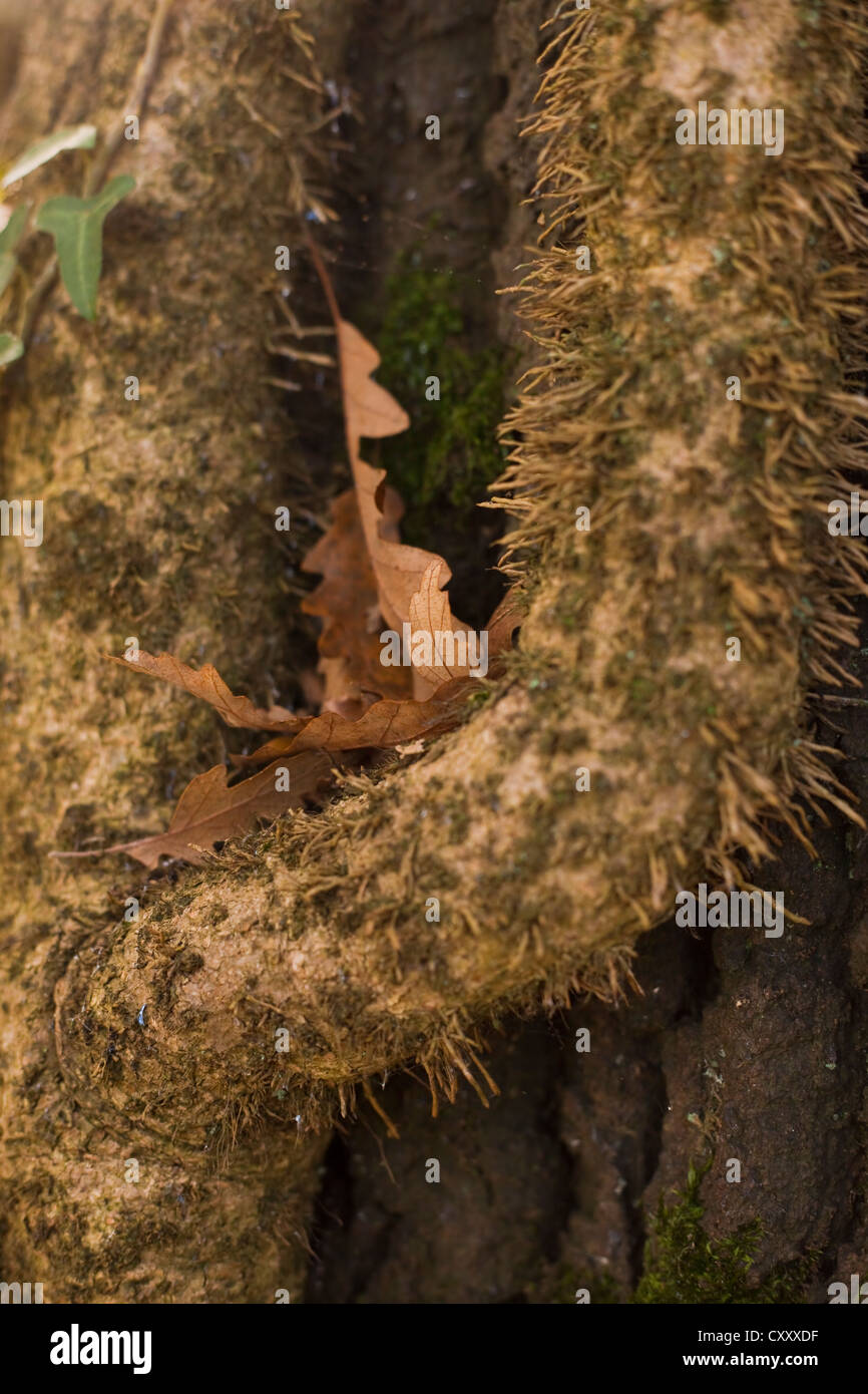 Quercus cerris leaves immagini e fotografie stock ad alta risoluzione ...