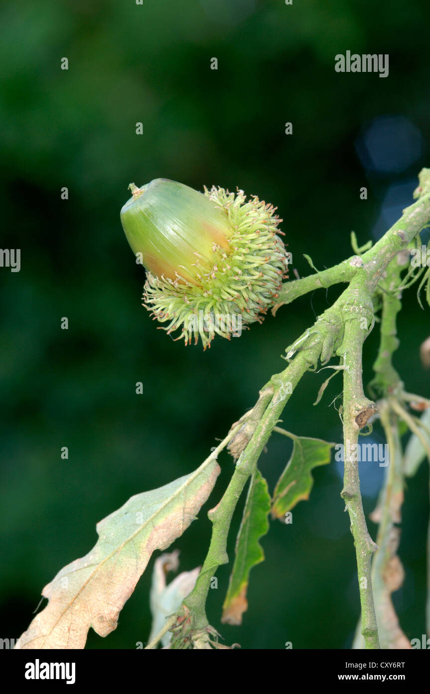 Quercus cerris ghianda immagini e fotografie stock ad alta risoluzione ...