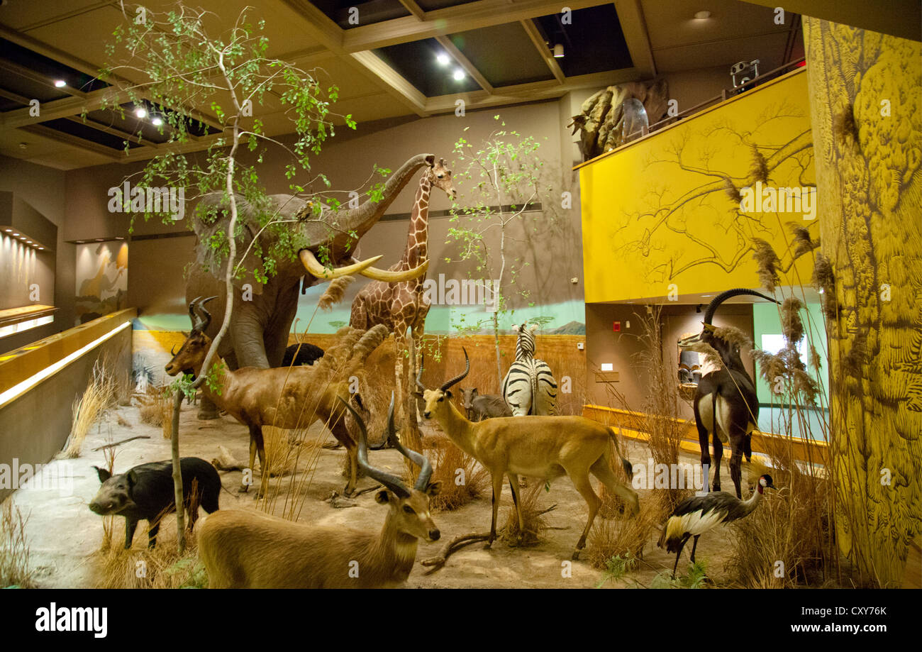 Springfield science museum immagini e fotografie stock ad alta ...