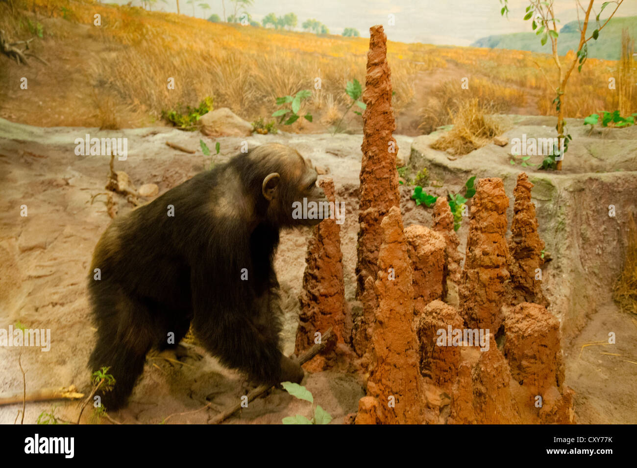 Springfield science museum immagini e fotografie stock ad alta ...