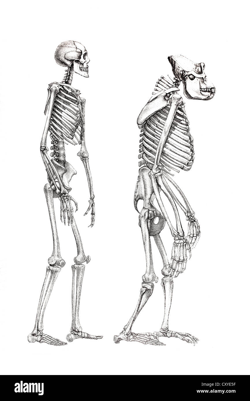 Scheletro umano e uno scheletro di una scimmia, illustrazione anatomica ...