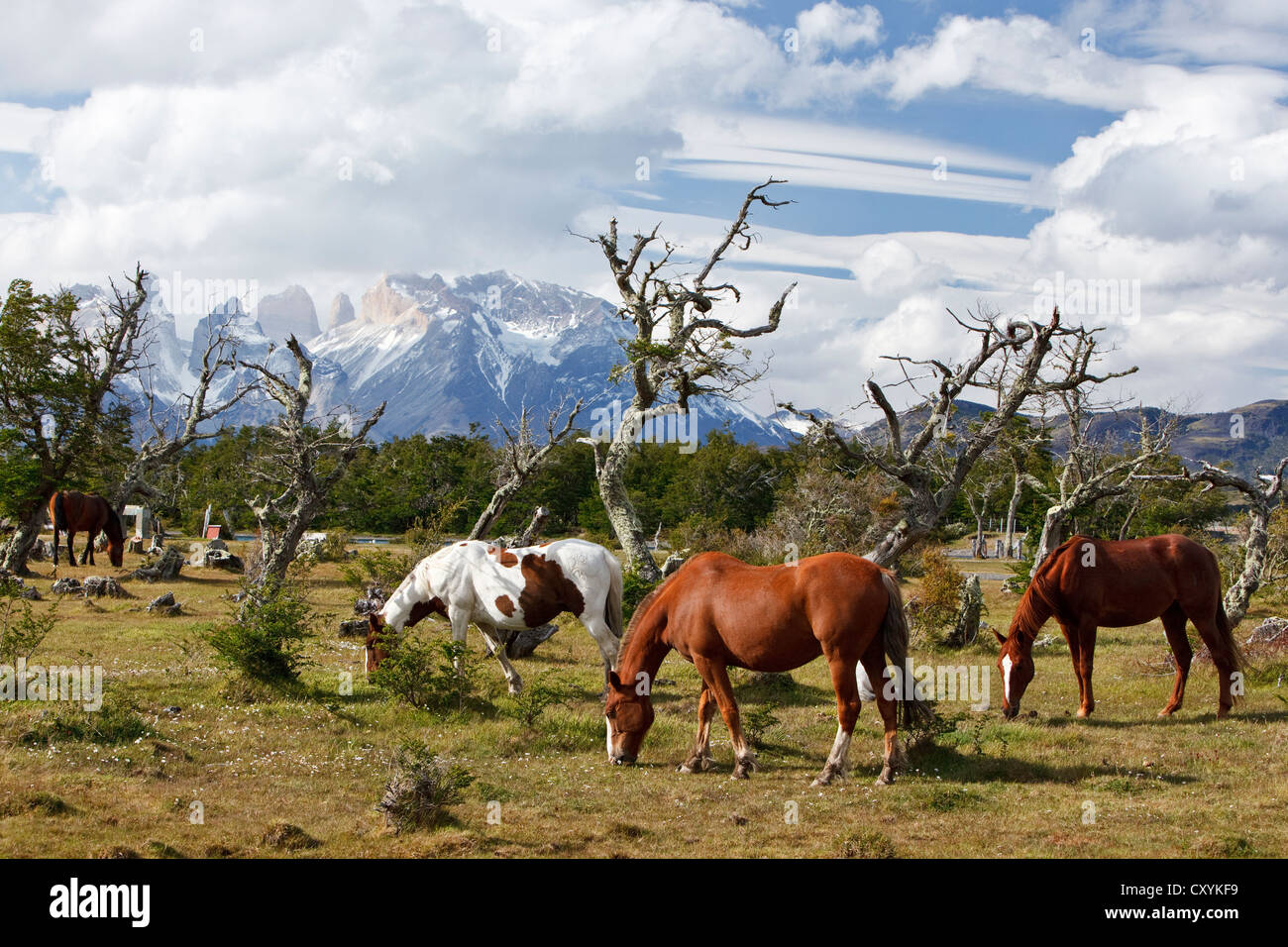 Cavalli al pascolo su un prato verde di fronte al Cuernos del Paine ...