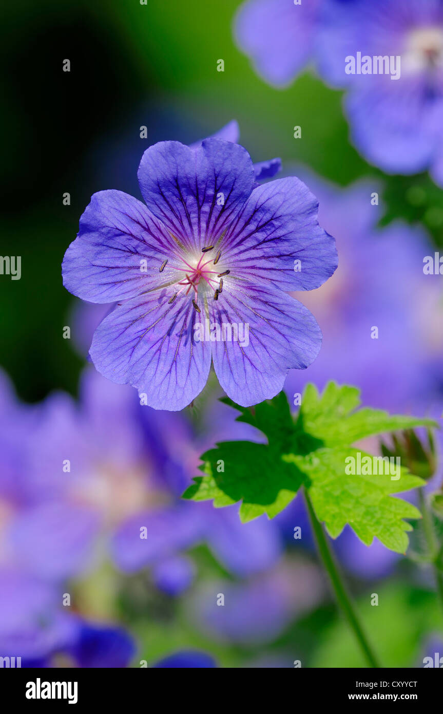 Geranio del caucaso immagini e fotografie stock ad alta risoluzione - Alamy