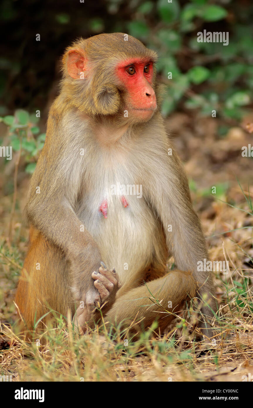 Mammals of keoladeo ghana national park immagini e fotografie stock ad ...