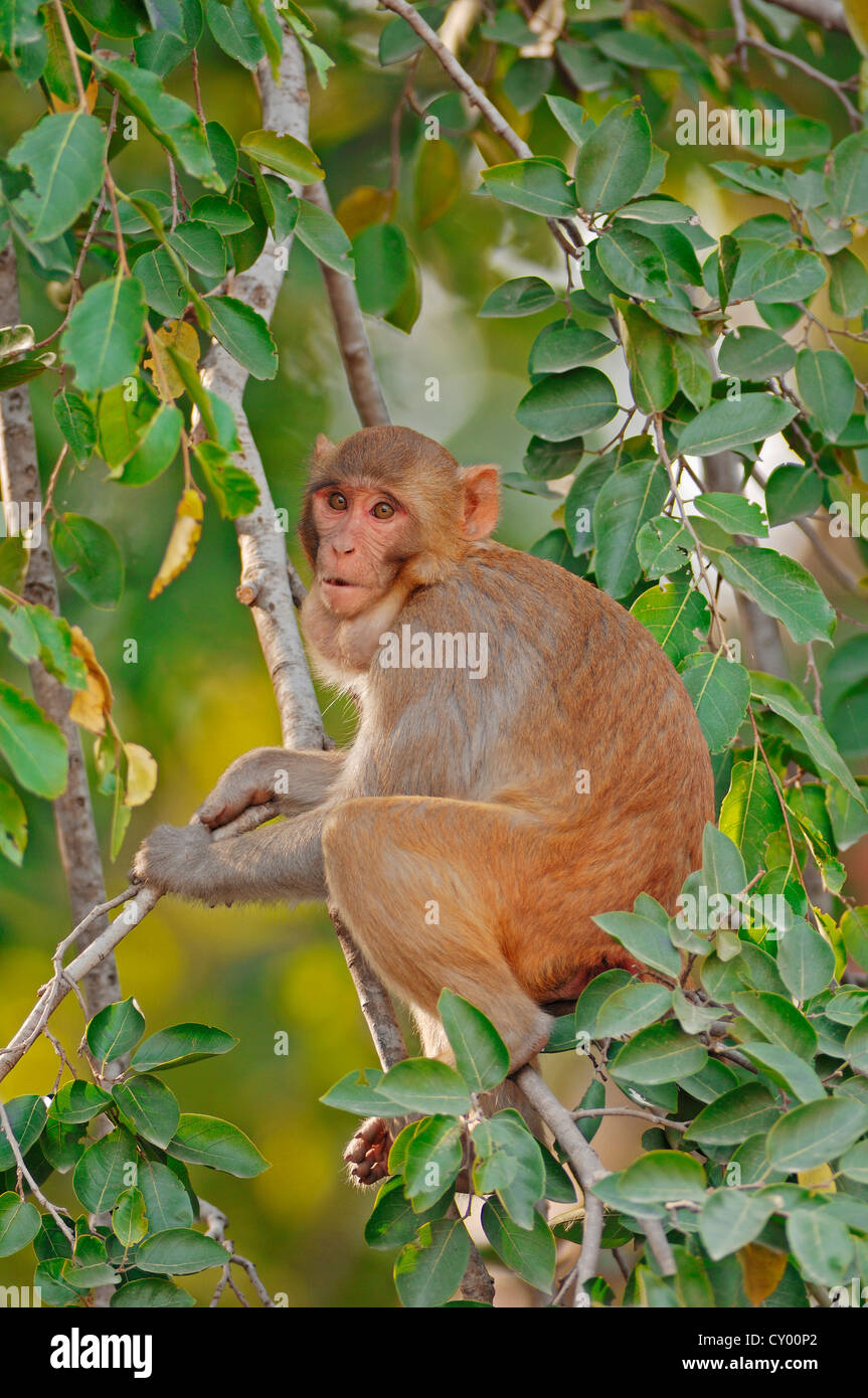 Mammals of keoladeo ghana national park immagini e fotografie stock ad ...