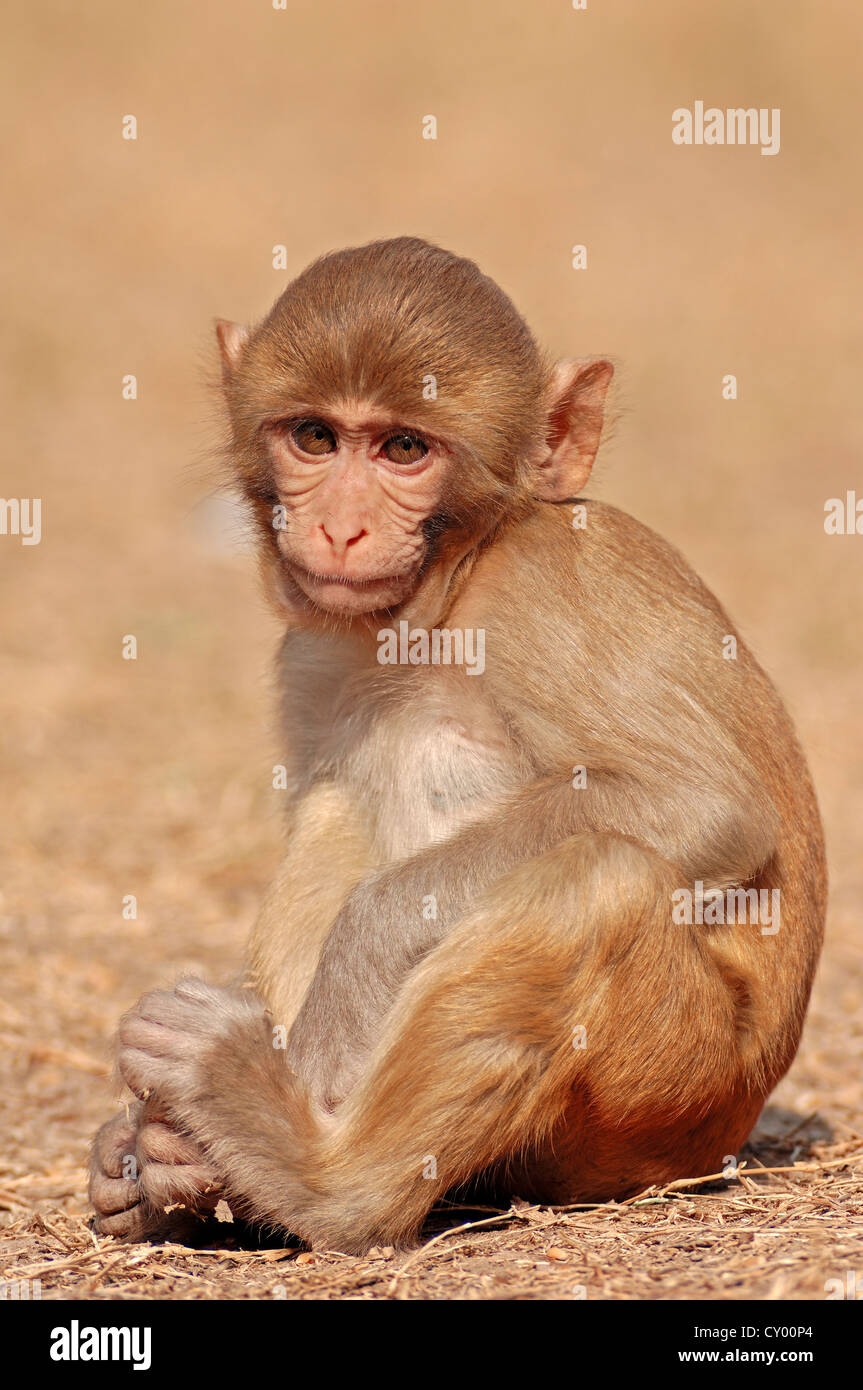 India macaca mulatta primate old world rhesus monkey macaque immagini e ...