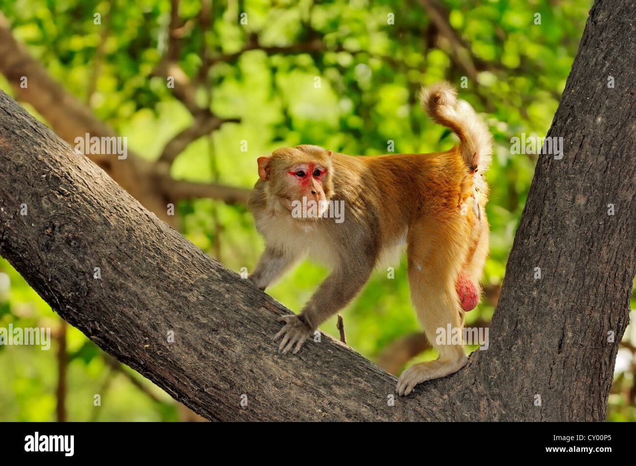 Mammals of keoladeo ghana national park immagini e fotografie stock ad ...