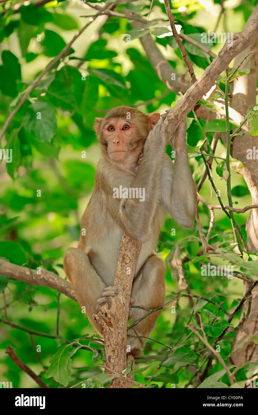 Mammals of keoladeo ghana national park immagini e fotografie stock ad ...