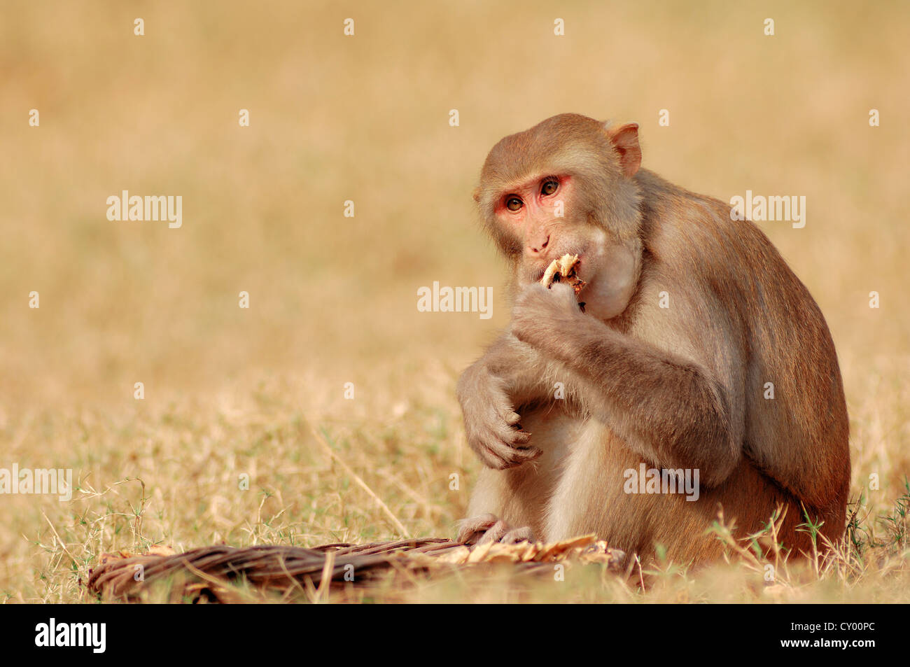 Mammals of keoladeo ghana national park immagini e fotografie stock ad ...