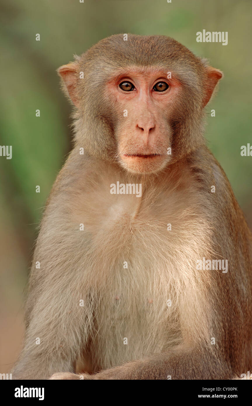 Mammals of keoladeo ghana national park immagini e fotografie stock ad ...