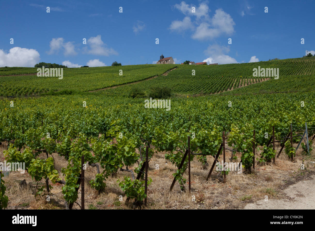 Vino champagne francese immagini e fotografie stock ad alta risoluzione ...