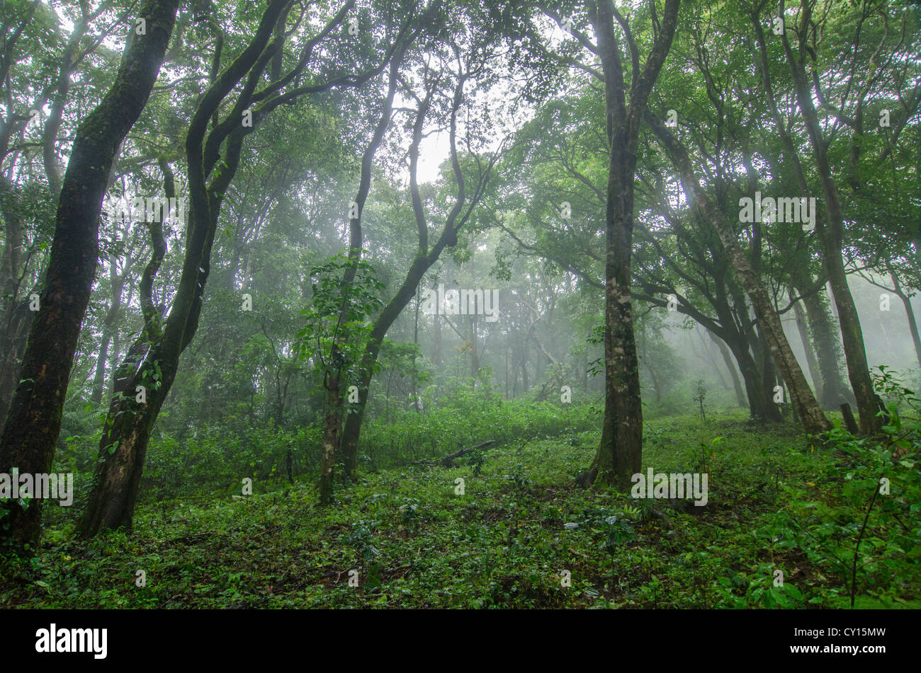 India western ghats forest immagini e fotografie stock ad alta ...