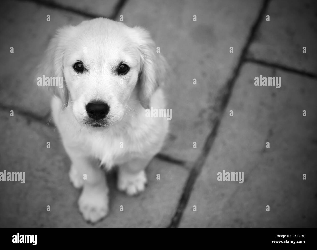Cucciolo di labrador retriever Foto e Immagini Stock in Bianco e Nero ...