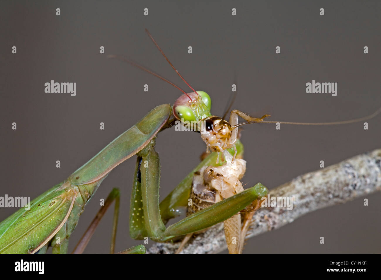 Mantide religiosa immagini e fotografie stock ad alta risoluzione - Alamy