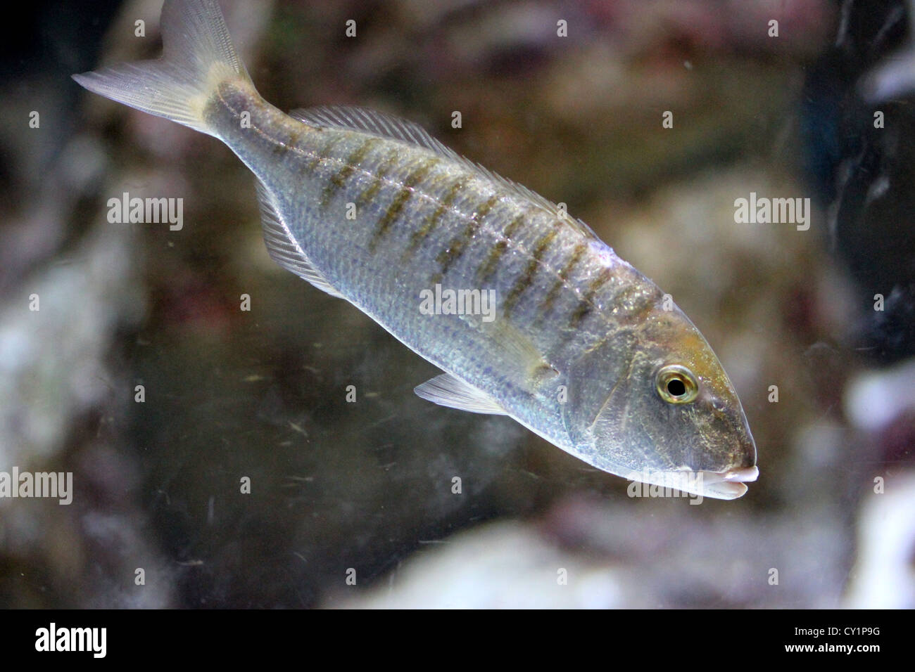 Acquario milano immagini e fotografie stock ad alta risoluzione - Alamy