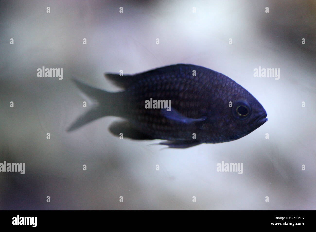 Acquario milano immagini e fotografie stock ad alta risoluzione - Alamy