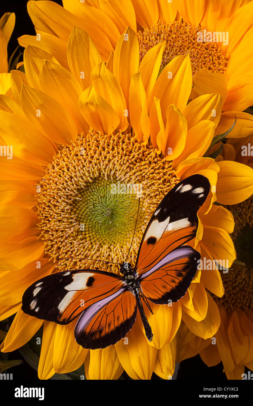 Insetti sui girasoli immagini e fotografie stock ad alta risoluzione - Alamy