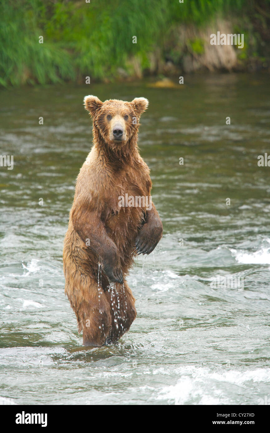 Orso grizzly di orso bruno katmai immagini e fotografie stock ad alta ...