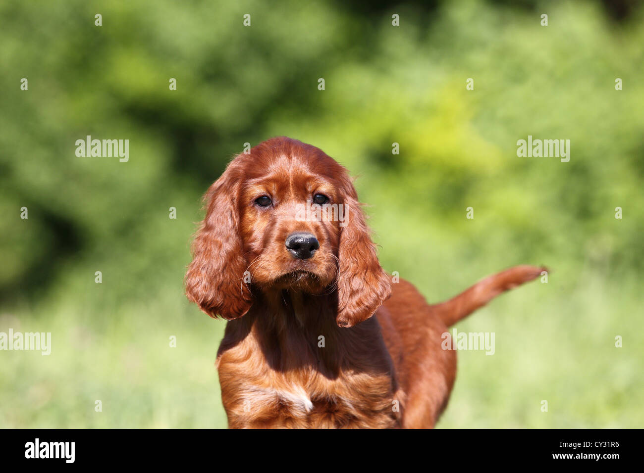 Setter irlandese immagini e fotografie stock ad alta risoluzione - Alamy