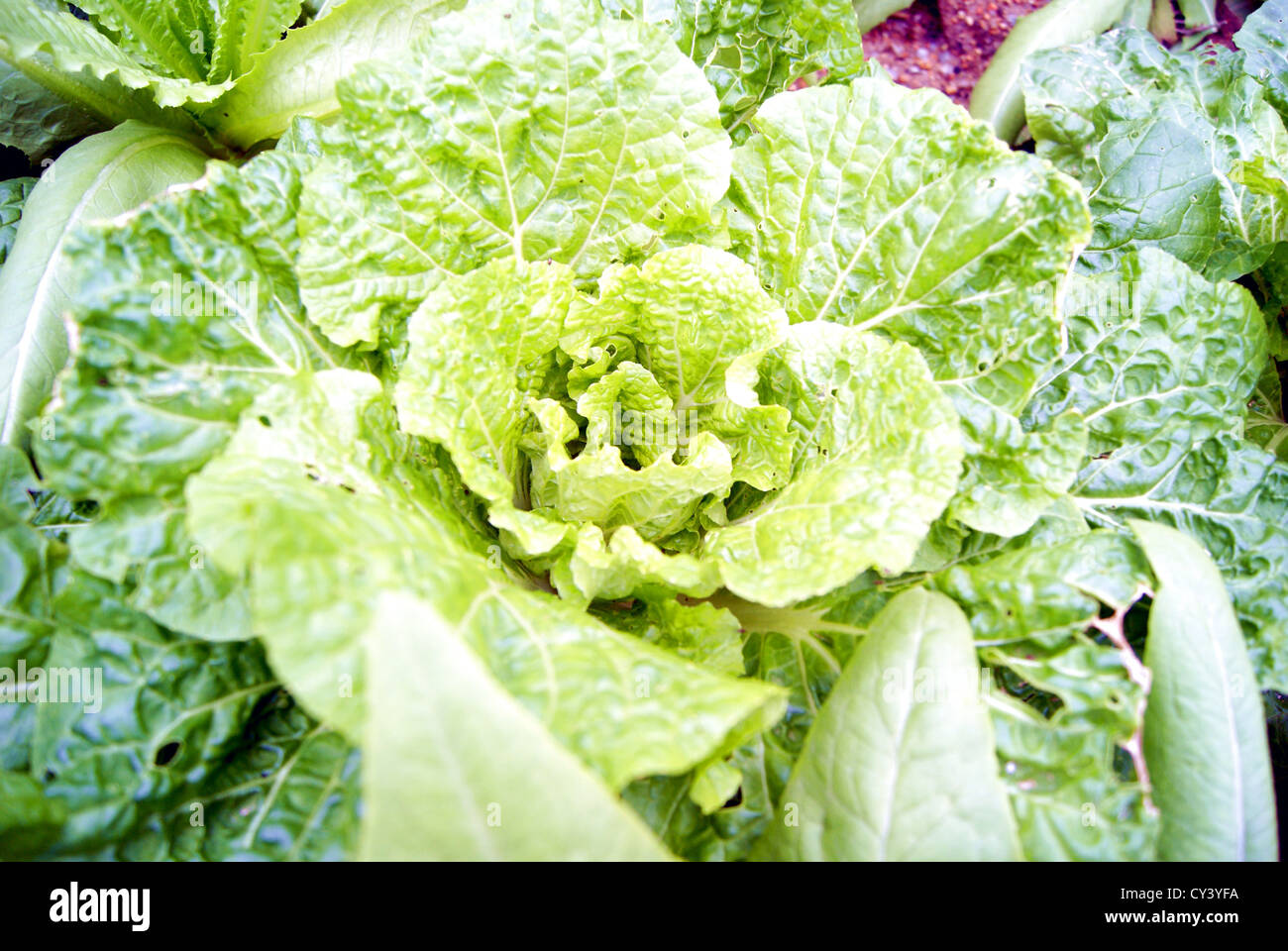 Campo di verdure immagini e fotografie stock ad alta risoluzione - Alamy