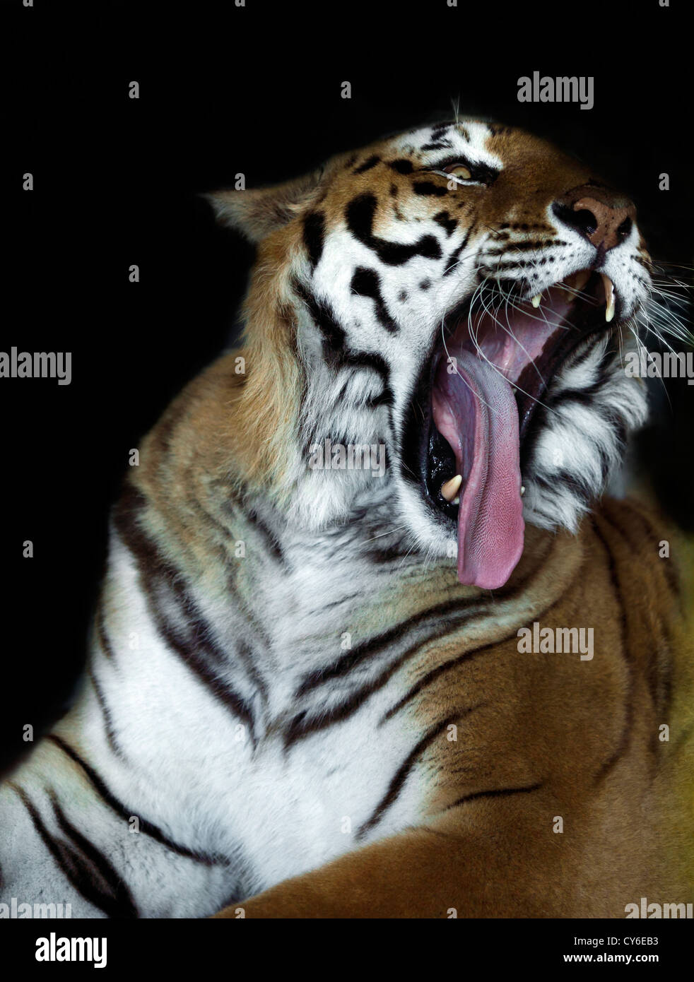 Faccia di tigre che ruggisce immagini e fotografie stock ad alta ...