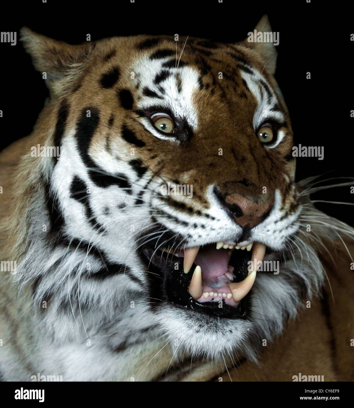 Faccia di tigre che ruggisce immagini e fotografie stock ad alta ...