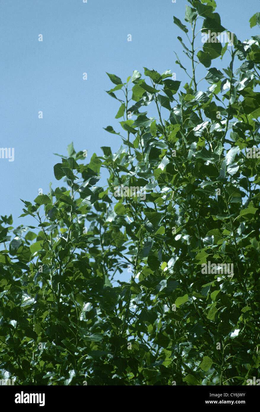 Populus nigra ssp betulifolia immagini e fotografie stock ad alta risoluzione - Alamy