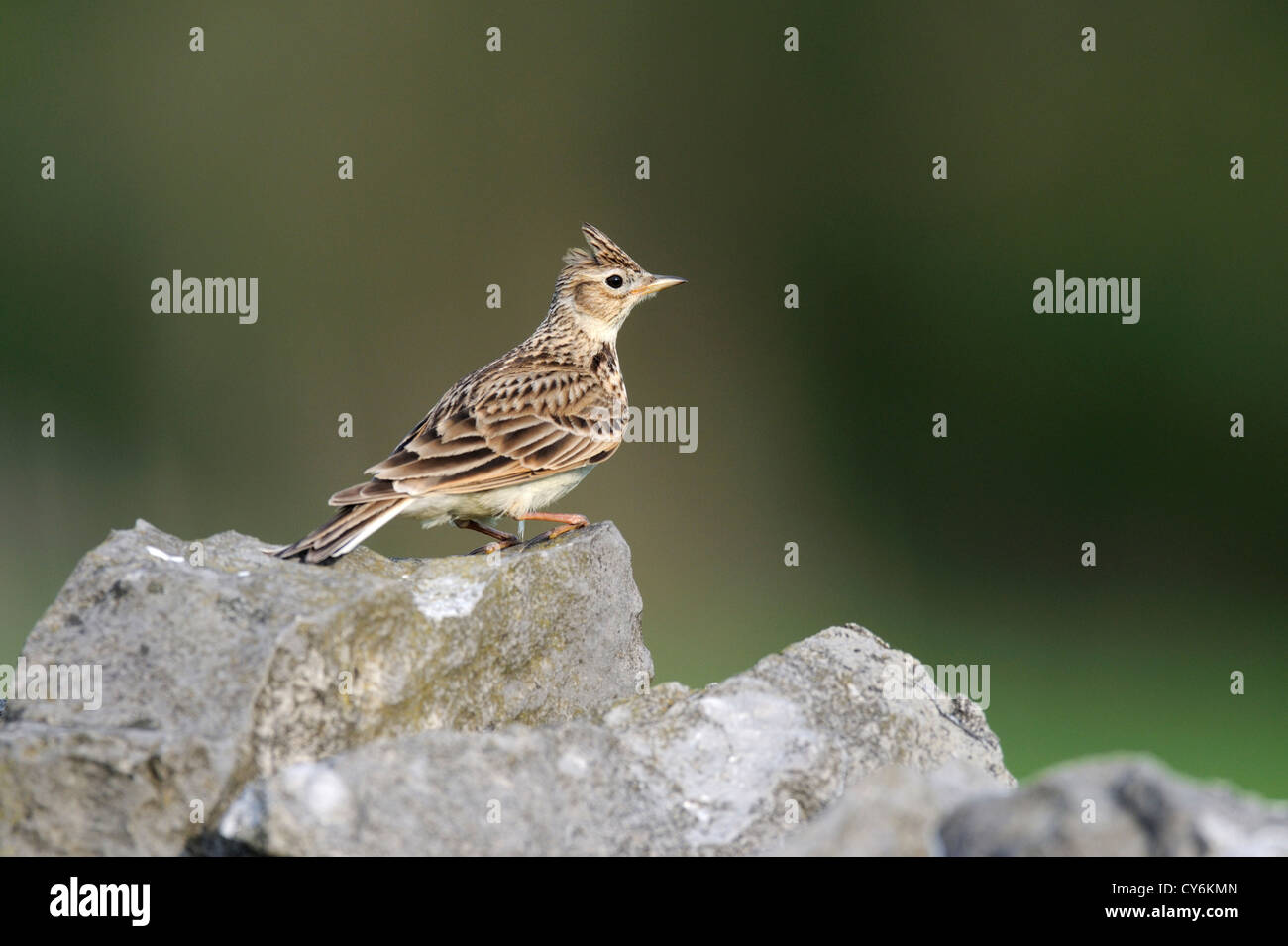 Alauda arvensis uk immagini e fotografie stock ad alta risoluzione - Alamy
