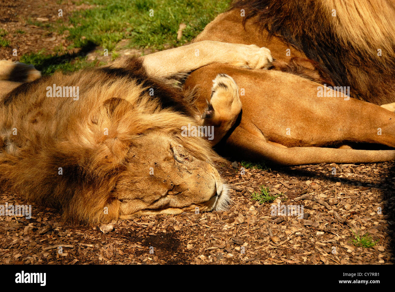 Code di leoni immagini e fotografie stock ad alta risoluzione - Alamy
