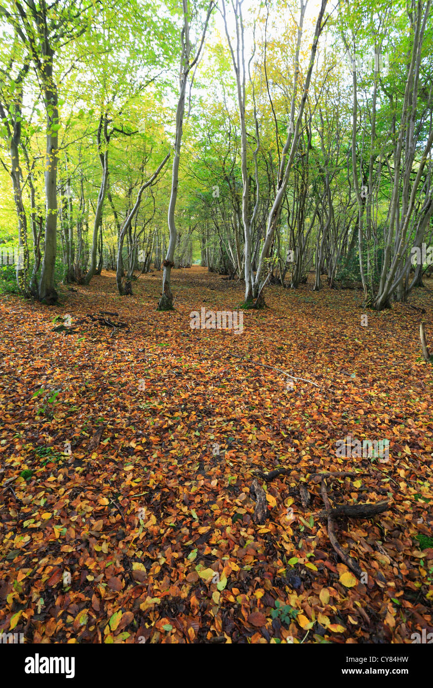 Alberi colpiti dalla malattia del frassino immagini e fotografie stock ...