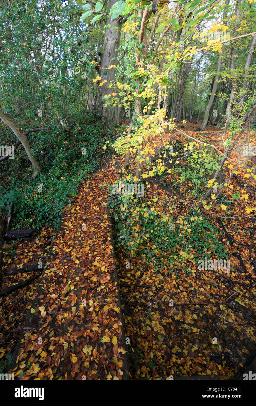 Alberi colpiti dalla malattia del frassino immagini e fotografie stock ...