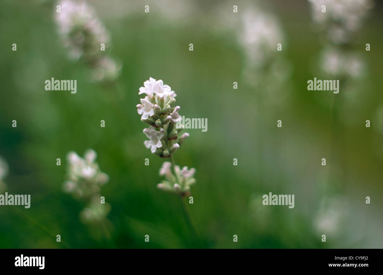 Lavandula angustifolia alba immagini e fotografie stock ad alta ...