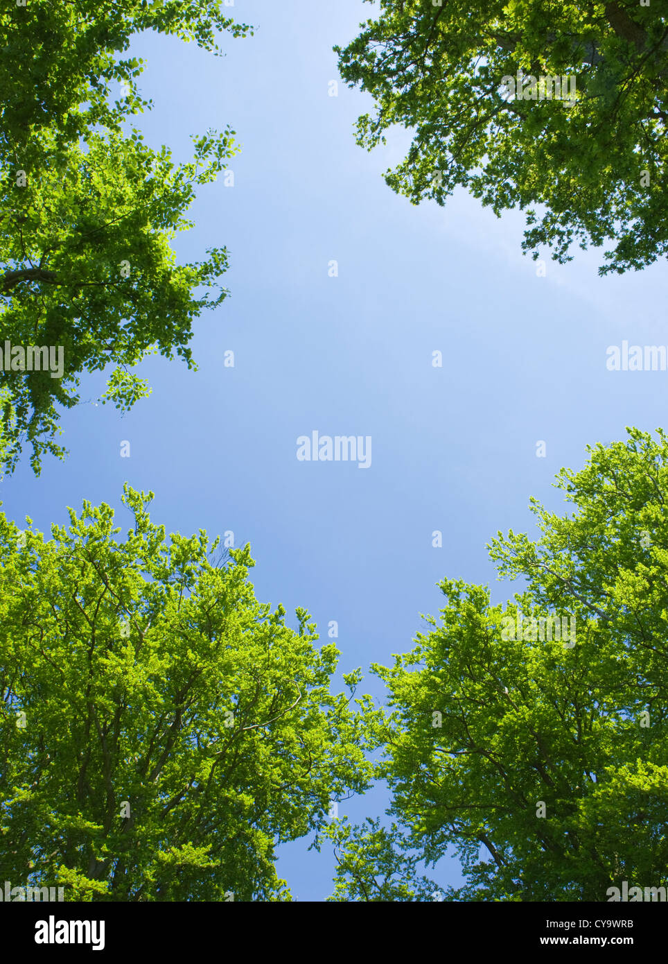 Faggi al cielo immagini e fotografie stock ad alta risoluzione - Alamy