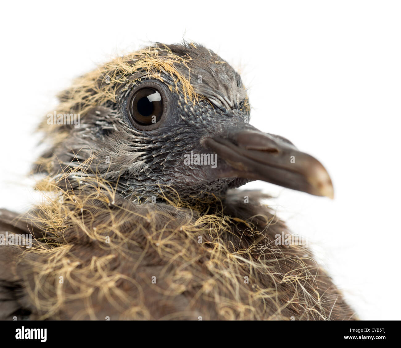 Giovani comuni il colombaccio Columba palumbus, contro uno sfondo ...
