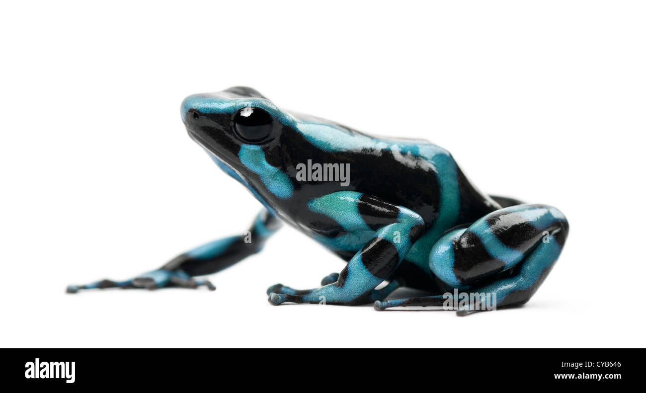 Rana sfondo nero immagini e fotografie stock ad alta risoluzione - Alamy