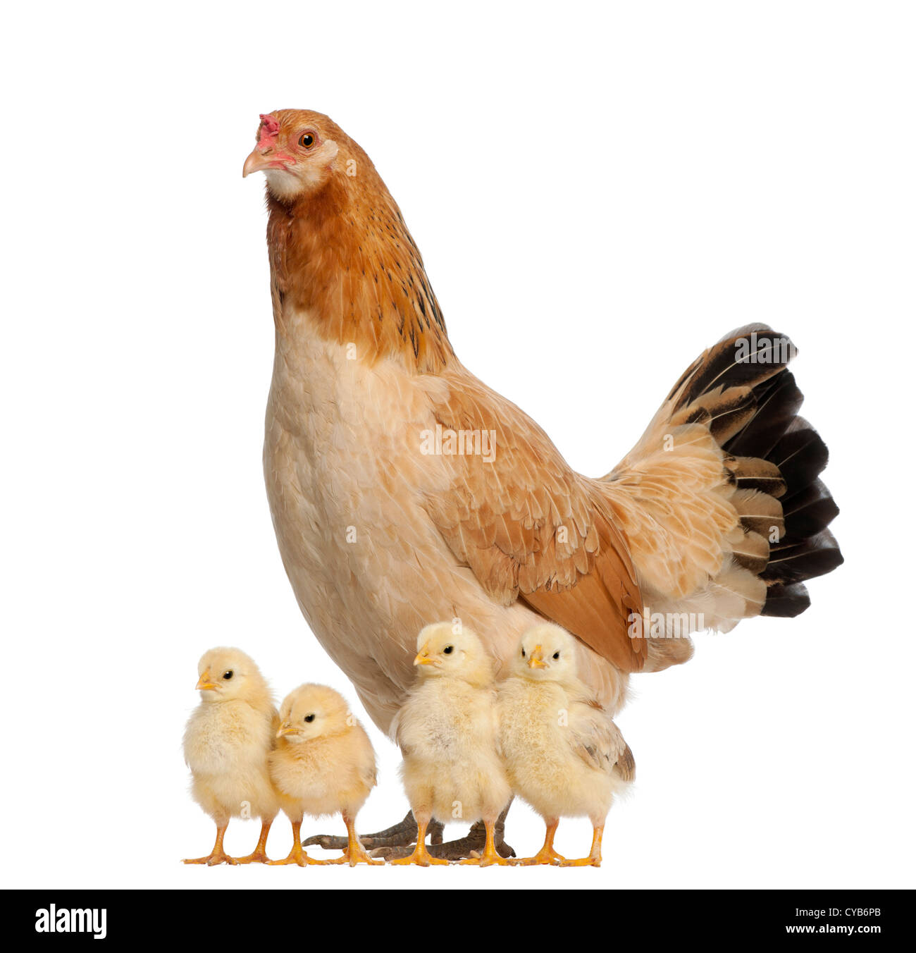 Gallina con pulcini su sfondo bianco immagini e fotografie stock ad ...