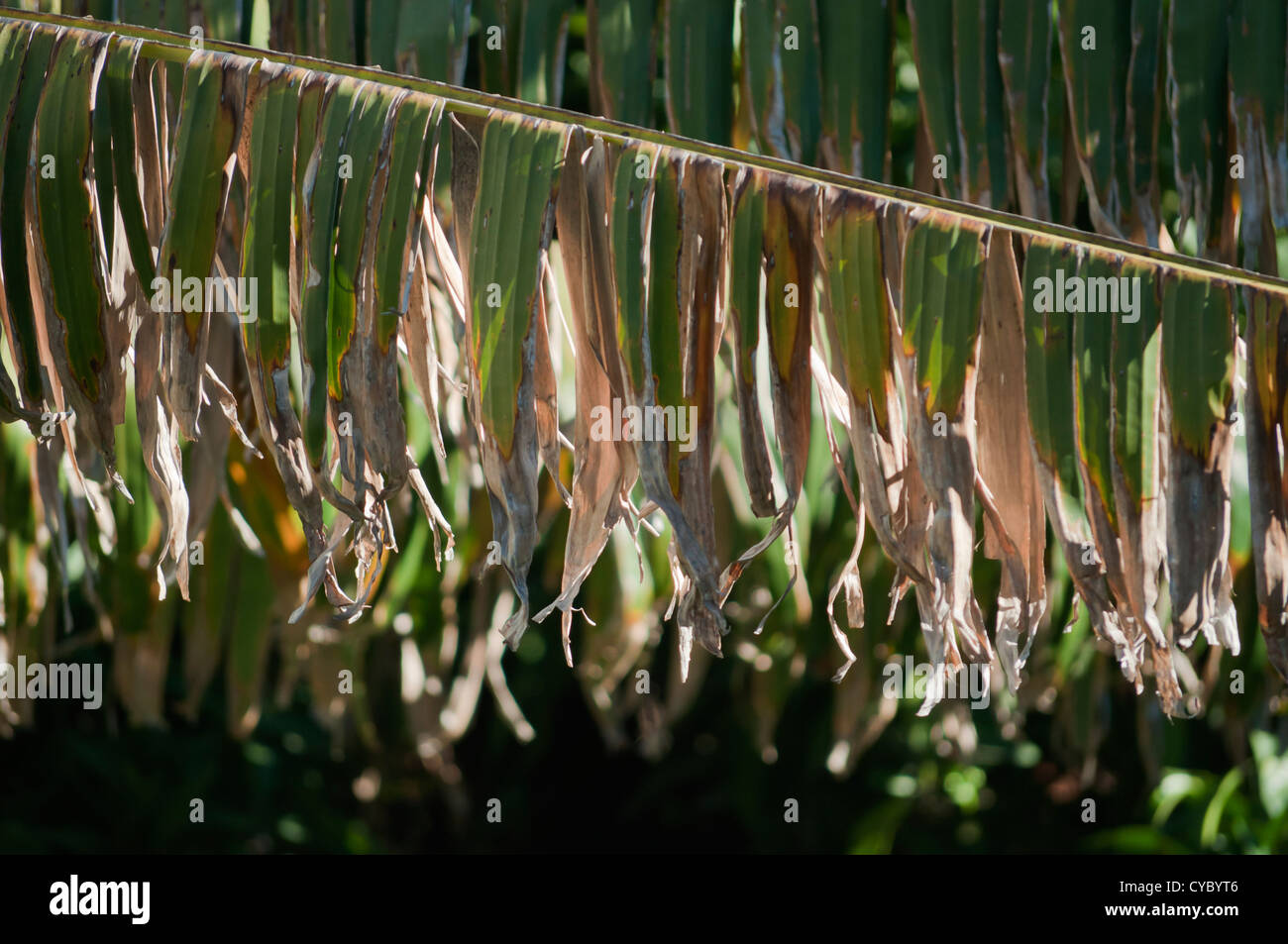 Foglie di piante di banana immagini e fotografie stock ad alta ...