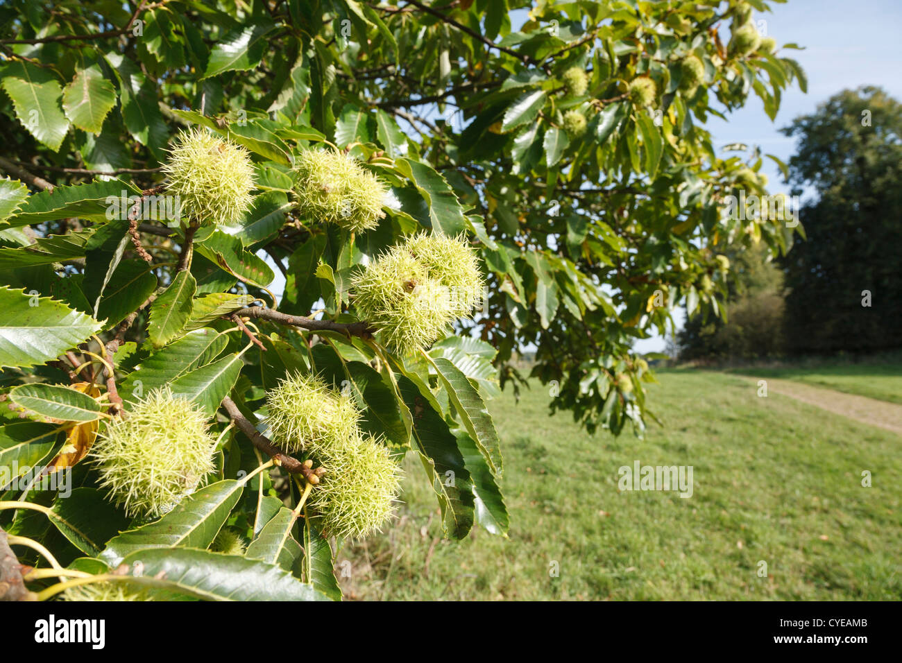 Campagna di alberi di castagne dolci immagini e fotografie stock ad ...