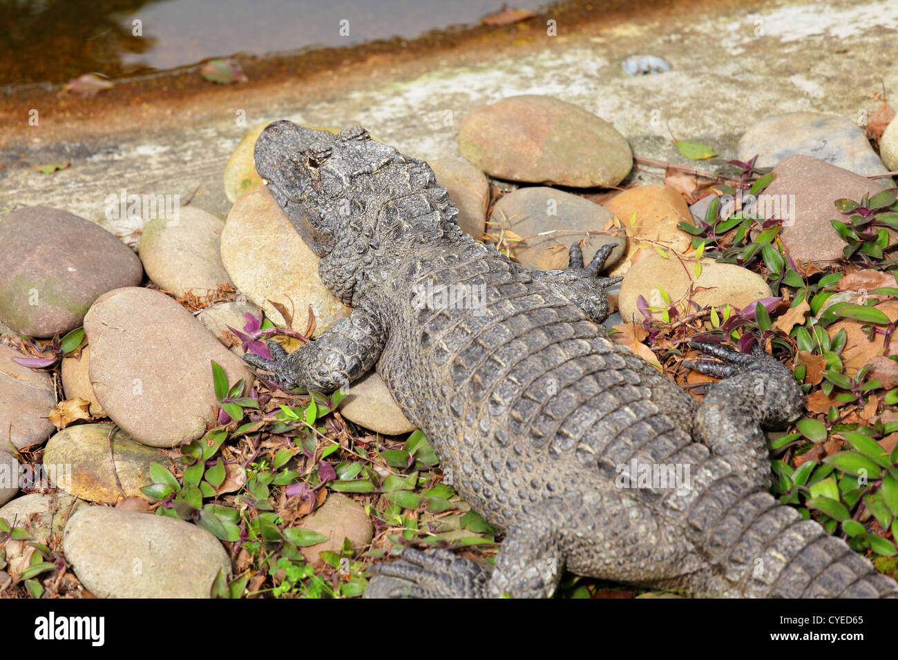 Coccodrillo da colorare immagini e fotografie stock ad alta risoluzione ...