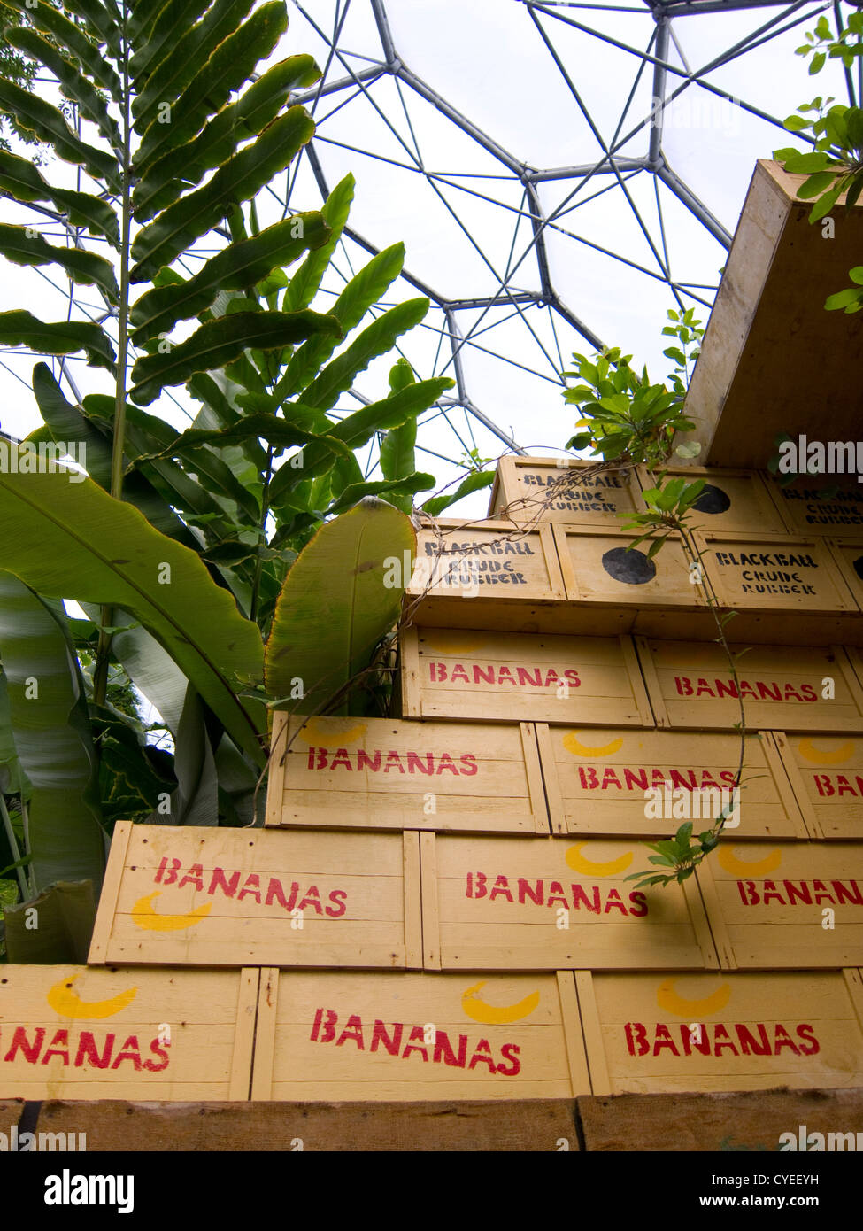 Scatole di banane immagini e fotografie stock ad alta risoluzione - Alamy