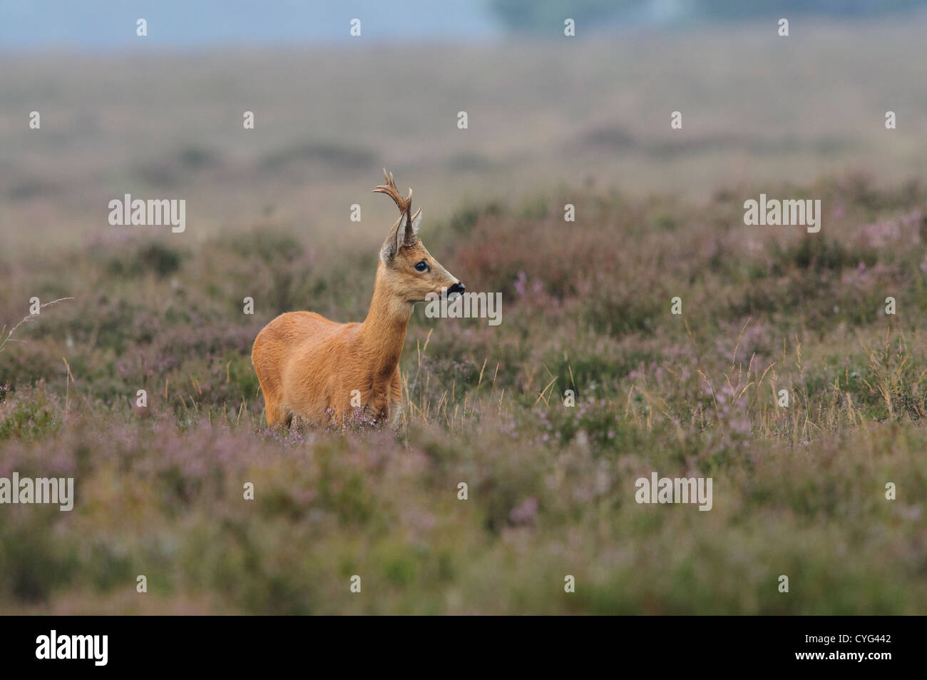 Cervo Maschio Immagini e Fotos Stock - Alamy