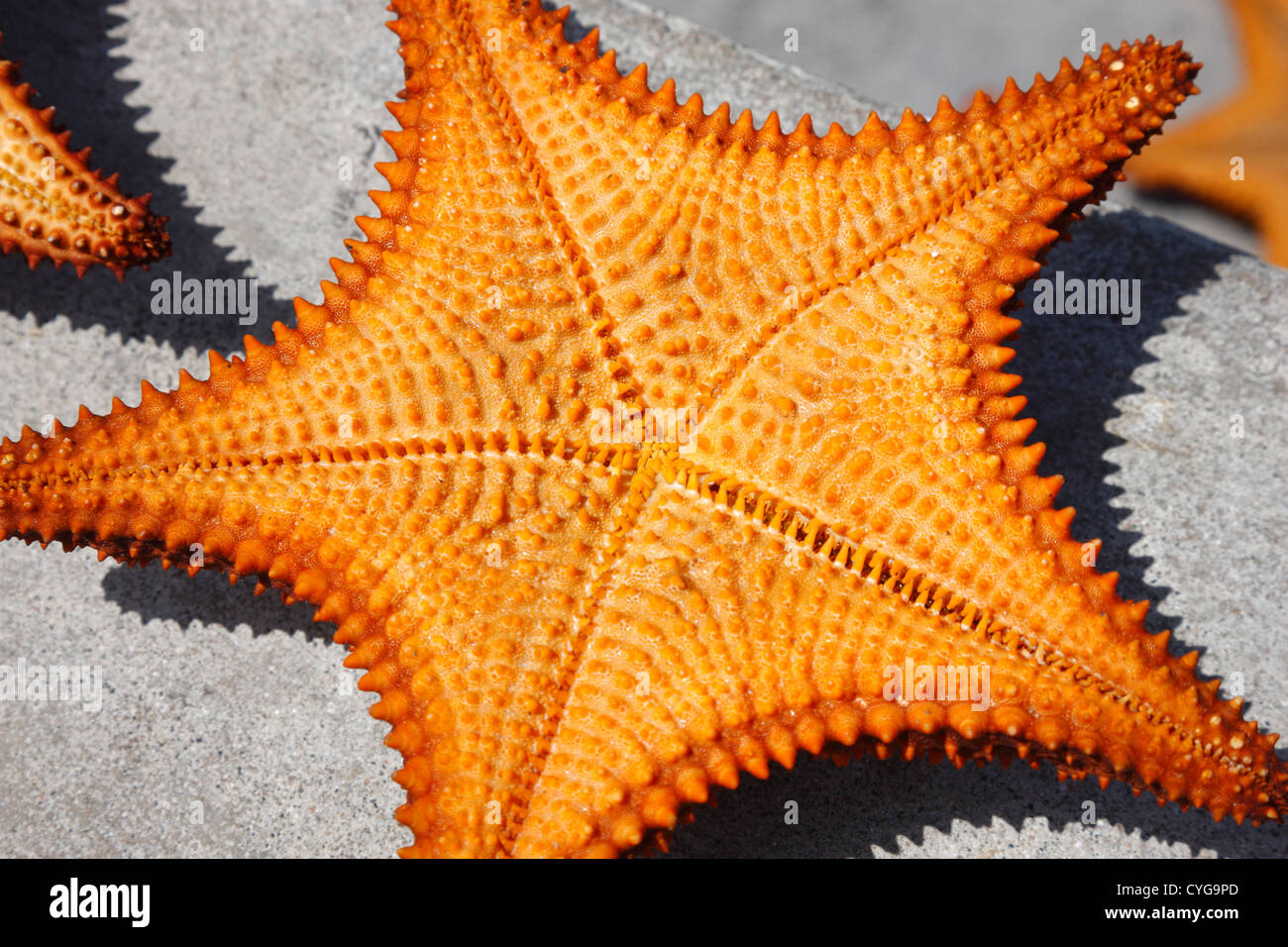 Oreaster reticulatus immagini e fotografie stock ad alta risoluzione ...