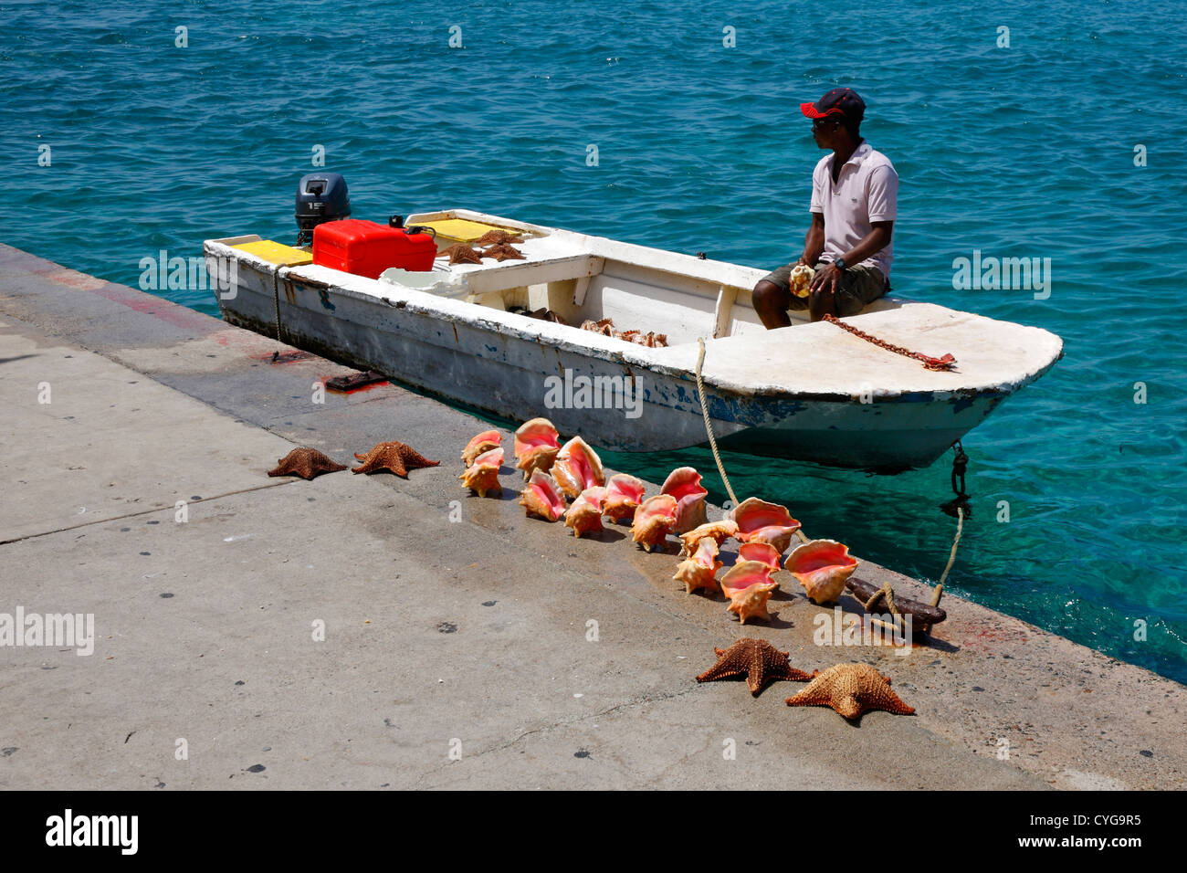 Oreaster reticulatus immagini e fotografie stock ad alta risoluzione ...