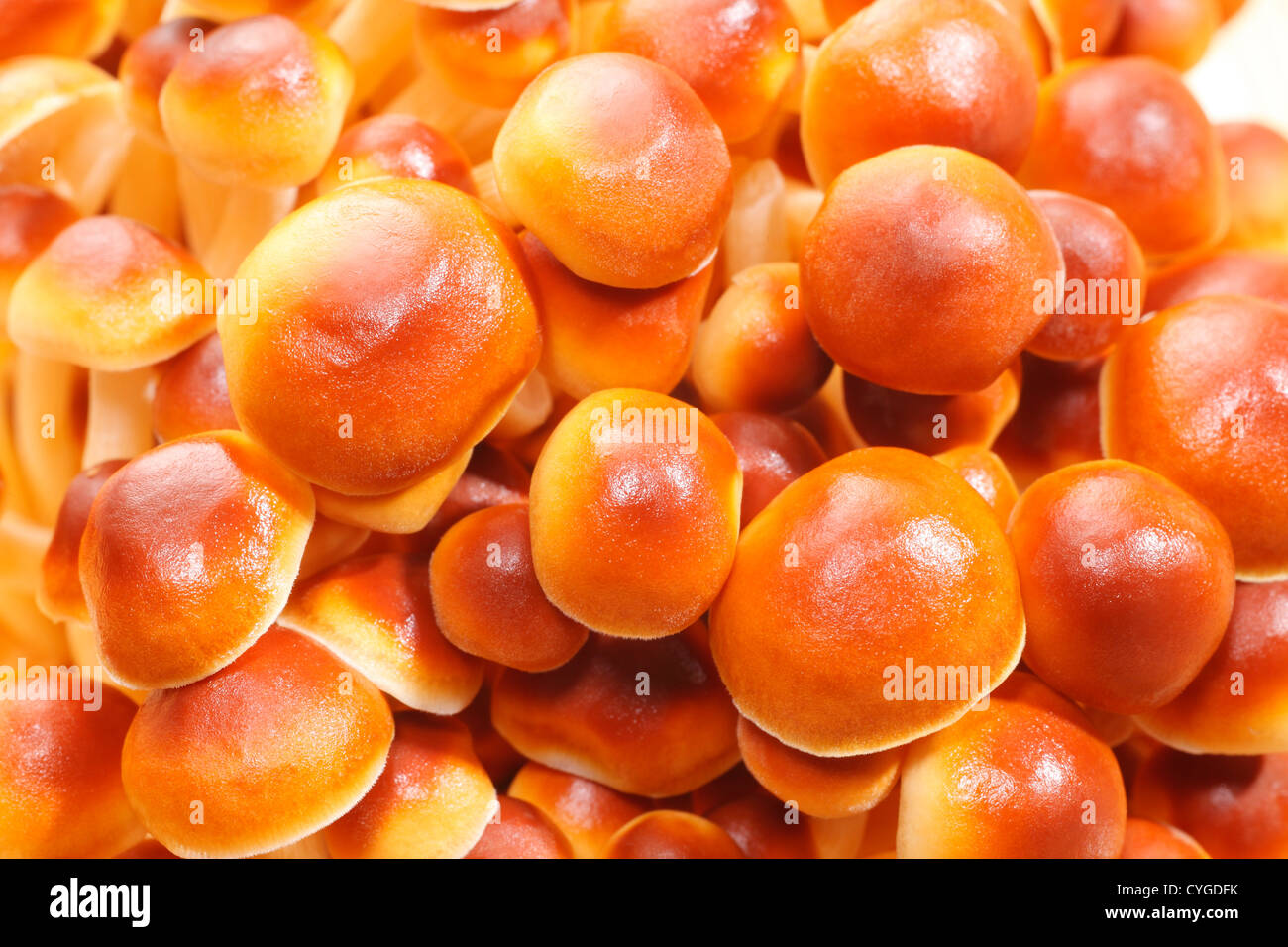 Funghi enoki marroni immagini e fotografie stock ad alta risoluzione ...