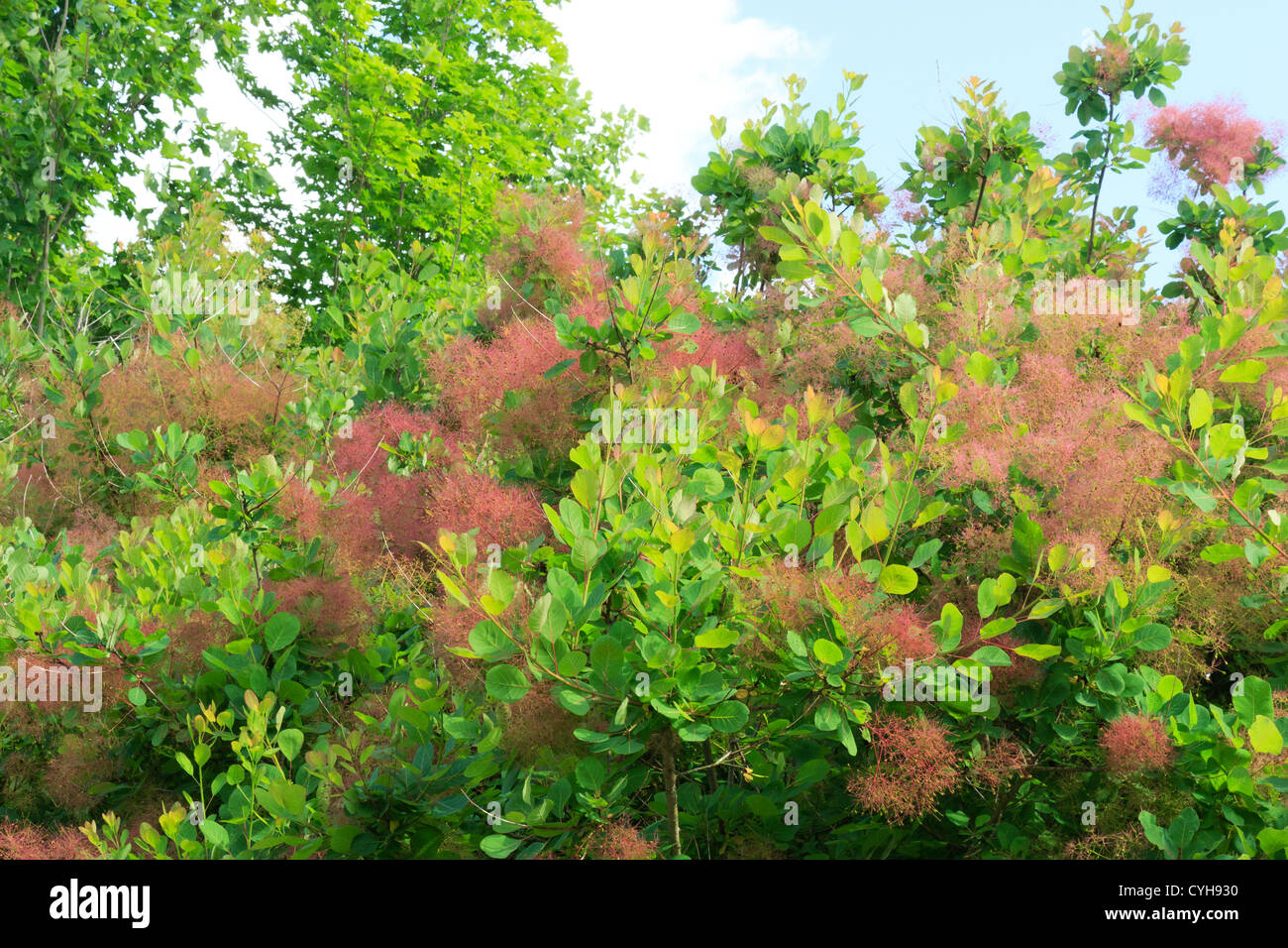 Smoketree o fumo bush, Cotinus coggygria // Cotinus coggygria ou 'arbre ...
