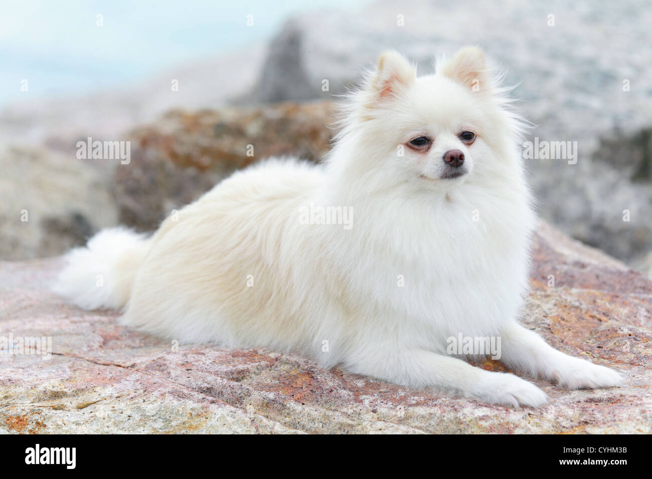 Cane bianco arancio immagini e fotografie stock ad alta risoluzione - Alamy