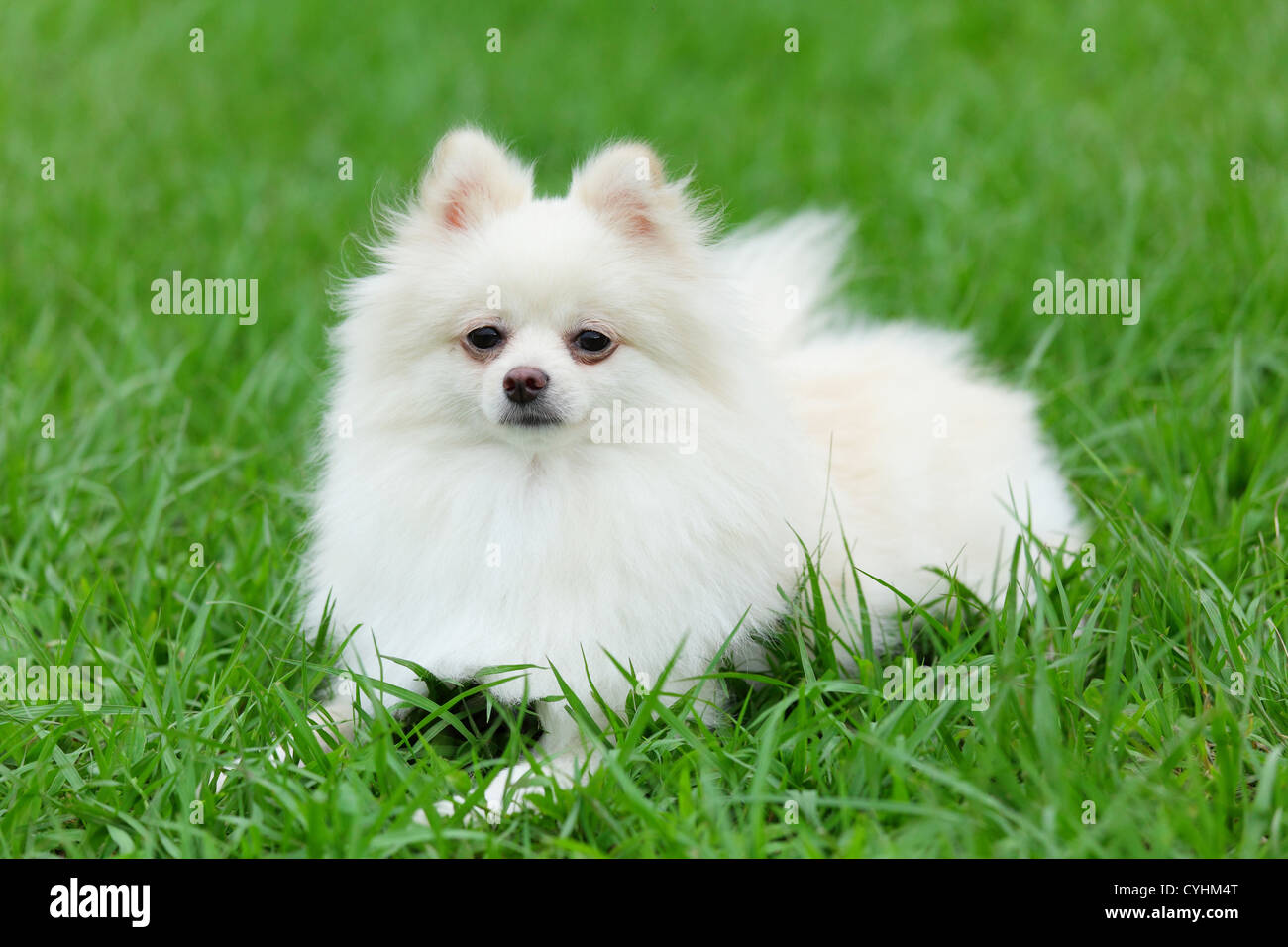 Cane bianco arancio immagini e fotografie stock ad alta risoluzione - Alamy