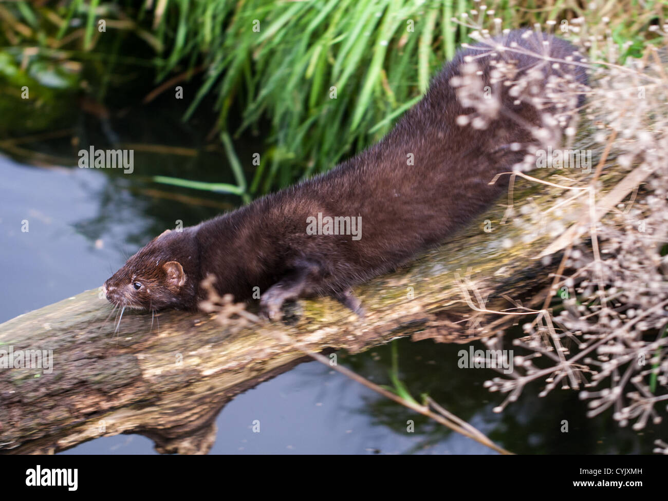 Visone europeo immagini e fotografie stock ad alta risoluzione - Alamy