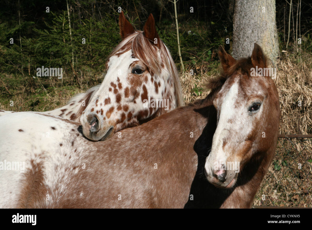Appaloosa horse head immagini e fotografie stock ad alta risoluzione ...