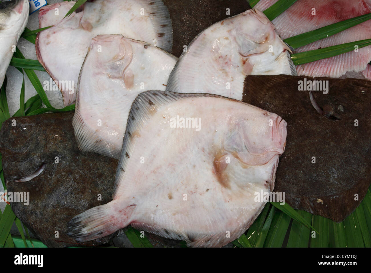Pesce rombo immagini e fotografie stock ad alta risoluzione - Alamy